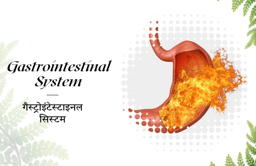 Gastro Intestinal System - Narayandhamcare